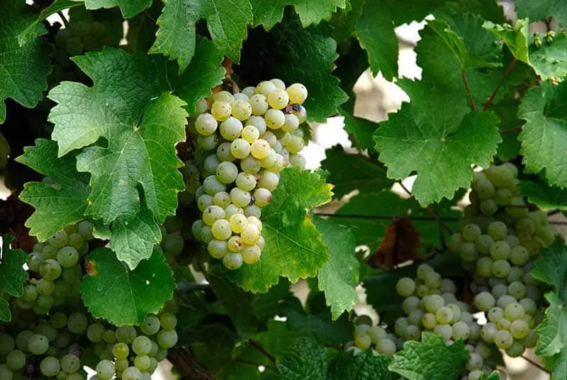 Grapes Riesling