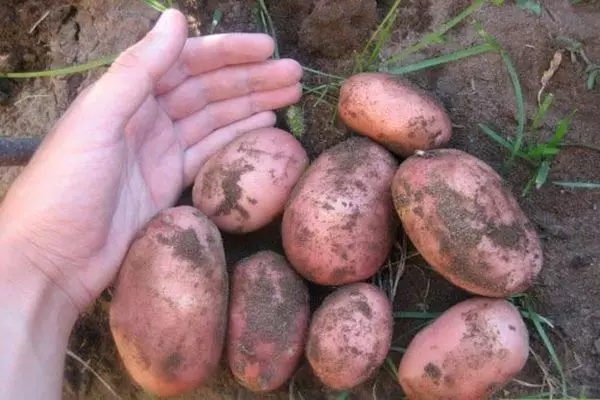 Raccolto di patate