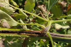 ಆಲೂಗಡ್ಡೆ ಮೇಲೆ ಕಪ್ಪು ಕಾಲಿನ ವ್ಯವಹರಿಸಲು ಹೇಗೆ?