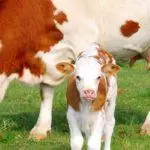 Tør mælk til kalve: Sådan opdrættes 1 liter vand og proportioner, den bedste ZSM 3920_11