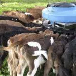 Susu garing kanggo anak sapi: cara nyebar 1 liter banyu lan proporsi, zsm sing paling apik 3920_2