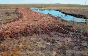 Sòls típics per a la zona i les característiques de la fusta de fusta, propietats i vegetació