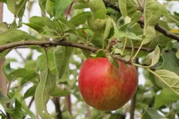 Αρμόδιος