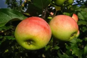 苹果树的描述胜利（Chernenko）和产量特征