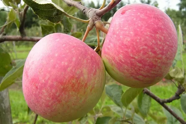 Cura degli alberi di melo