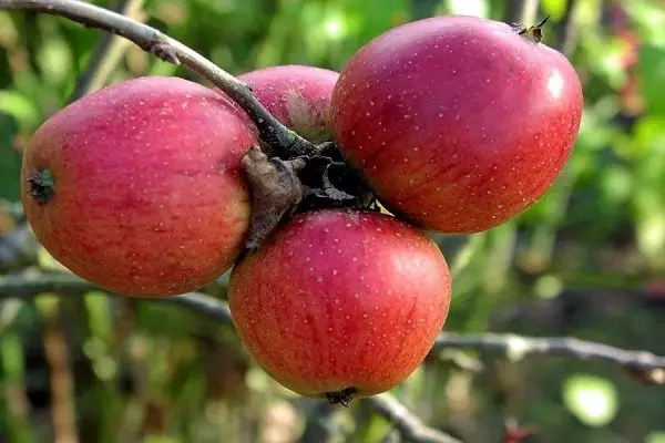 Árbore de mazá de Berkutovskoye