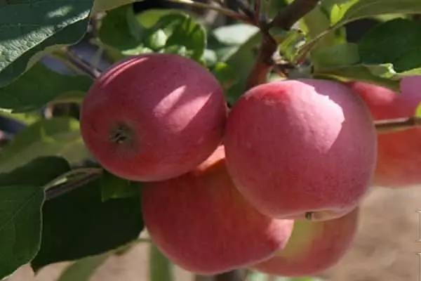 ಕೀಟಗಳ ವಿರುದ್ಧ ರಕ್ಷಣೆ