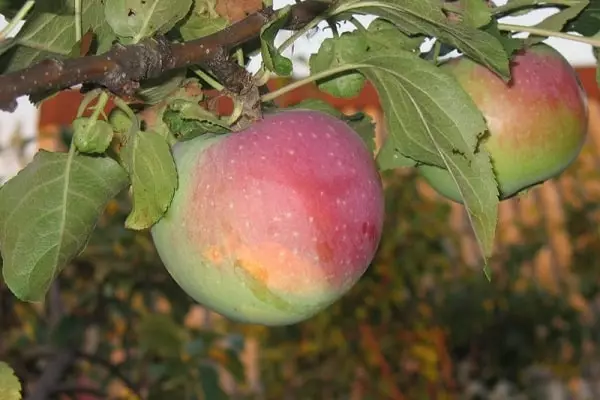 Fruta blusheet
