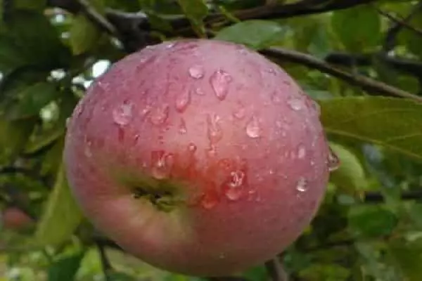 انواع درختان سیب