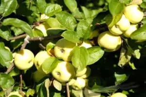 Descrição e características do grau de maçãs brancas derramando quando amadurecem e como armazenar