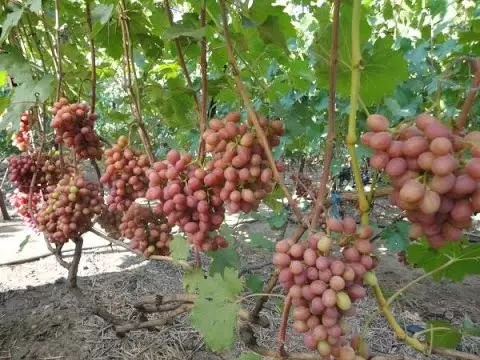 виноград гурман