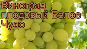 Опис и карактеристики, потекло на грозје Бело чудо и расте правила