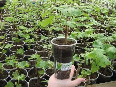 Canab ciyaaraha saplings