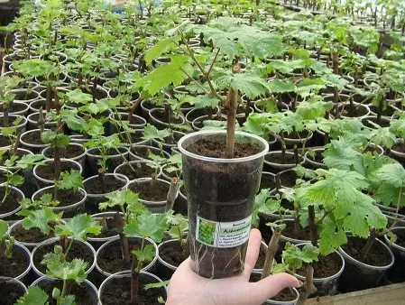 Saplings আঙ্গুর