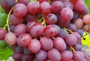 Cov lus piav qhia thiab cov yam ntxwv ntawm grapes veles, keeb kwm ntawm kev tsim thiab zoo thiab kev ua