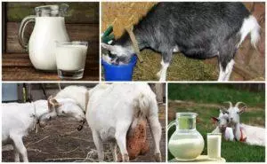 Why the goat milk is sometimes grieving and how to solve the problem, prevention