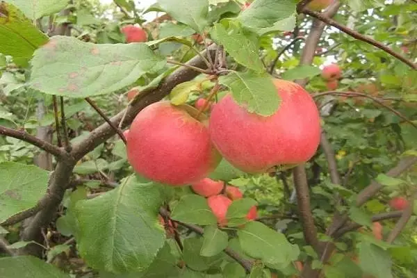 Crvene jabuke