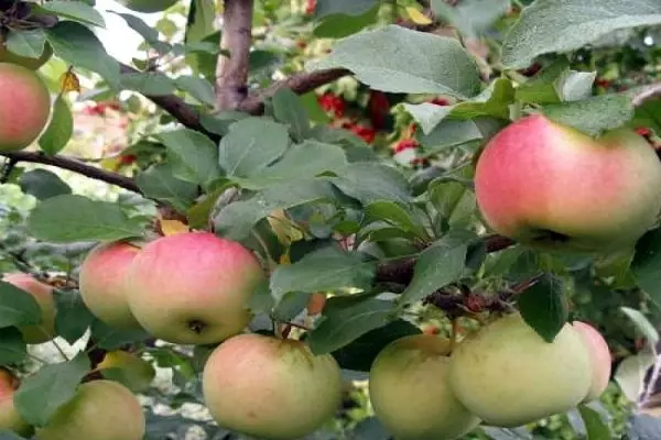 Apple Tree Sagmer.