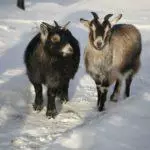 Goas de cabras no inverno nunha sala fría: temperatura óptima e se veñen animais 3939_4