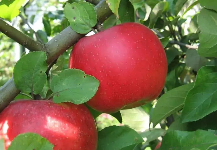 Apple Tree Auxis: Опис на сортата и карактеристиките, слетувањето, одгледувањето и грижата со фотографијата
