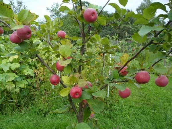Apple Tree auxis