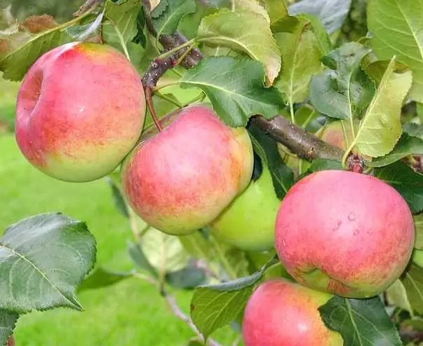 Apple Tree auxis