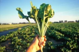 Опис сортів Цукрового буряку, технологія вирощування і вирощування, врожайність