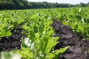 Các loại chế phẩm và sử dụng thuốc diệt cỏ để xử lý củ cải đường