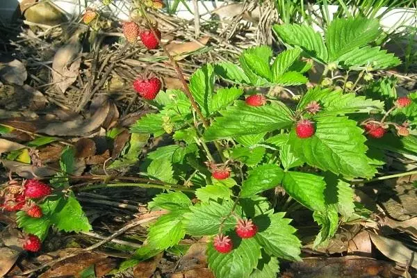 Strawberry Rudana: Description ug Mga Kinaiya sa Mga barayti, Pagpananom ug Pag-usab