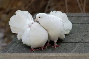 Koji se vanjski znakovi razlikuju u golubicama od golubice, kako odrediti pod