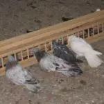 Feeder para sa mga pigeons: Nangungunang 4 species at kung paano gawin ito sa bahay 394_3