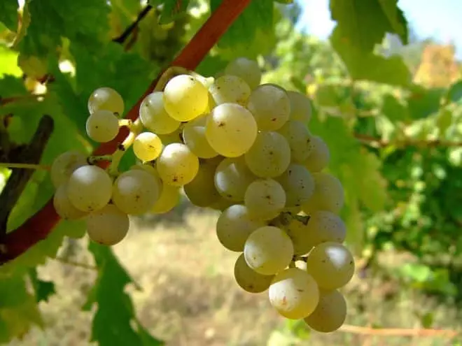 Grapes Sovignon.