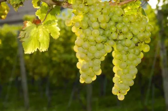 Grapes Sovignon.