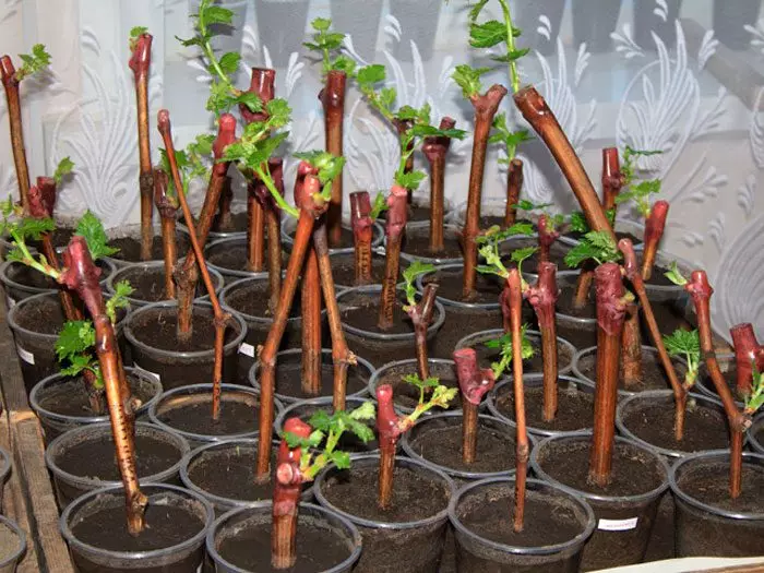 Grape saplings.