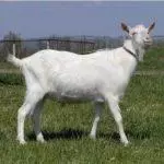 MegRelskaya Goat: ဖော်ပြချက်နှင့်မျိုးပွားခြင်း၏လက္ခဏာများ, ထိန်းသိမ်းရေးအခြေအနေများ 3958_3