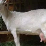 MegRelskaya Goat: ဖော်ပြချက်နှင့်မျိုးပွားခြင်း၏လက္ခဏာများ, ထိန်းသိမ်းရေးအခြေအနေများ 3958_4