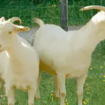 MegRelskaya Goat: ဖော်ပြချက်နှင့်မျိုးပွားခြင်း၏လက္ခဏာများ, ထိန်းသိမ်းရေးအခြေအနေများ 3958_5