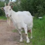 MegRelskaya Goat: ဖော်ပြချက်နှင့်မျိုးပွားခြင်း၏လက္ခဏာများ, ထိန်းသိမ်းရေးအခြေအနေများ 3958_8