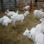 MegRelskaya Goat: ဖော်ပြချက်နှင့်မျိုးပွားခြင်း၏လက္ခဏာများ, ထိန်းသိမ်းရေးအခြေအနေများ 3958_9