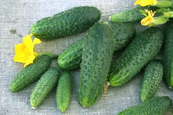 Cucumber Shchedrik