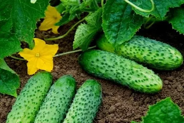 Tolite cucumbers