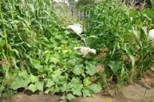 Πώς να φυτέψετε αγγούρια με καλαμπόκι σε ανοιχτό έδαφος, είναι δυνατόν;