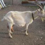Selection of goats to the other: reasons for the release of mucus in a pregnant woman out of the loop and what to do 3974_2