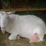 Selection of goats to the other: reasons for the release of mucus in a pregnant woman out of the loop and what to do 3974_4