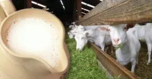 З чого почати, якщо вирішили завести козу для молока і правила утримання