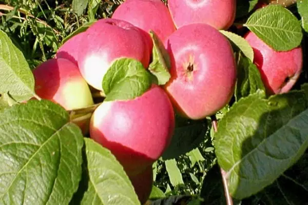 युवा सेब पेड़