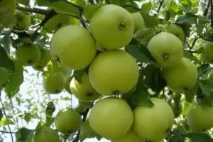 Deskripsi barel pohon apel, karakteristik kekerasan musim dingin dan daerah yang berkembang