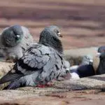 นกพิราบแห่งดินแดนครัสโนดาร์: คำอธิบายของสายพันธุ์และลักษณะการผสมพันธุ์ 398_6