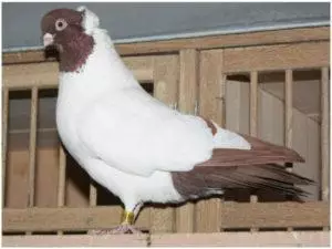 Opis i karakteristike golubova monaha, uzgoj i njege pasmine