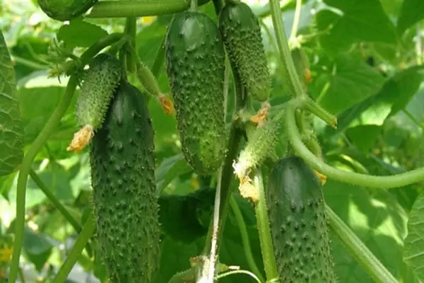 Awọn cucumbers glorebumps